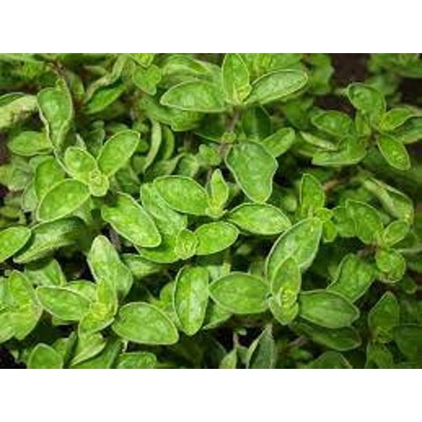 3 Greek Oregano Culinary Herb Plants in 4" Pots---Punch up your Sauces ...