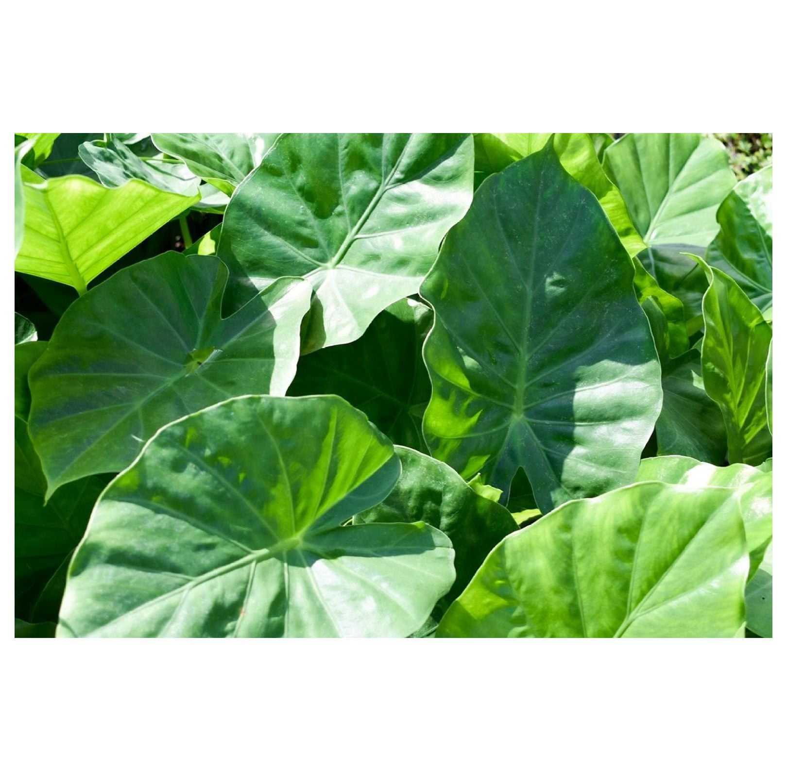 3 Green Elephants Ear Bulbs- esculenta 203415 - Walmart.com