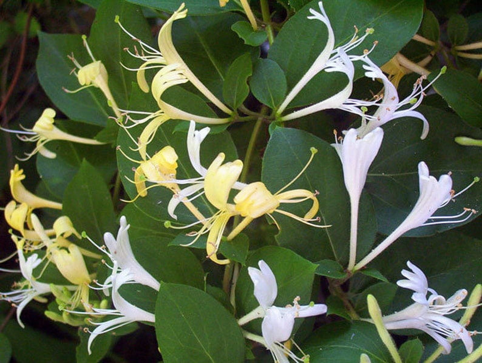 3 Honeysuckle Vine Plants, Rooted Vines - Small Plants in 3.5 inch pots ...
