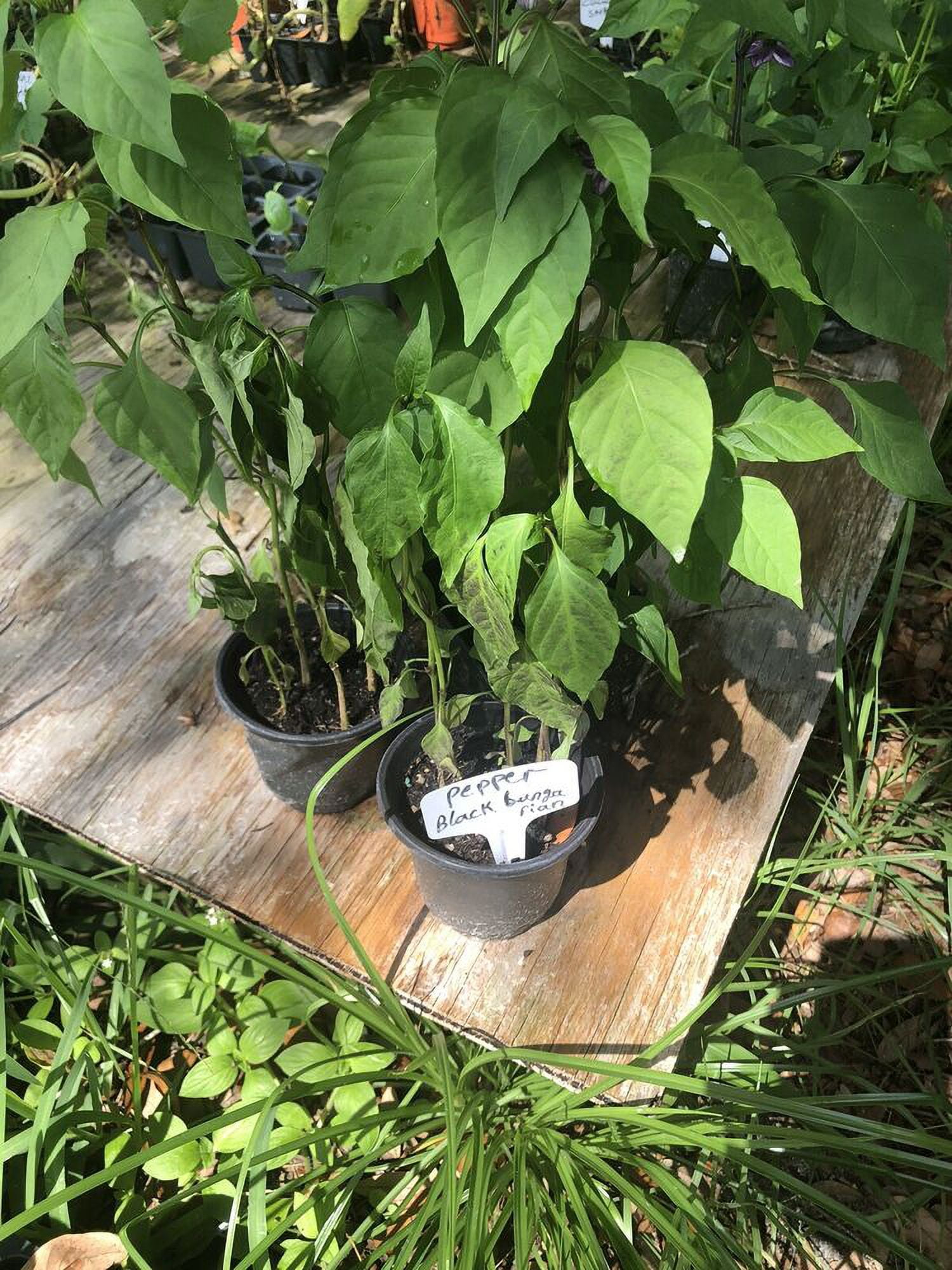 Lunch Box Pepper Plants