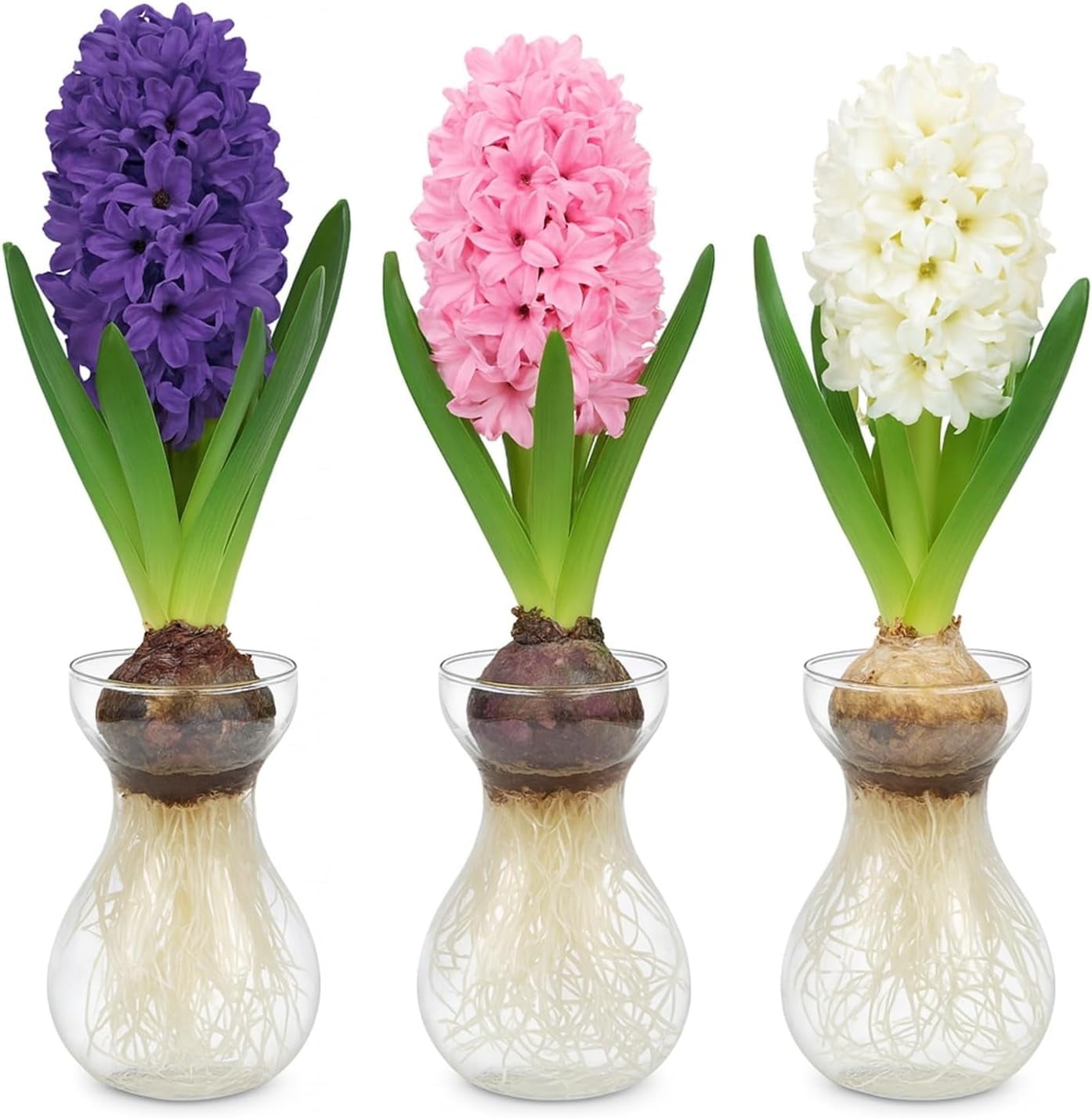3 Hyacinth Bulbs and 3 Forcing Vases - Ready to Grow Indoor Hyacinth ...