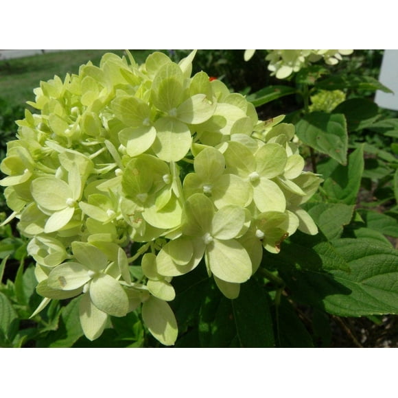 Limelight Hydrangea