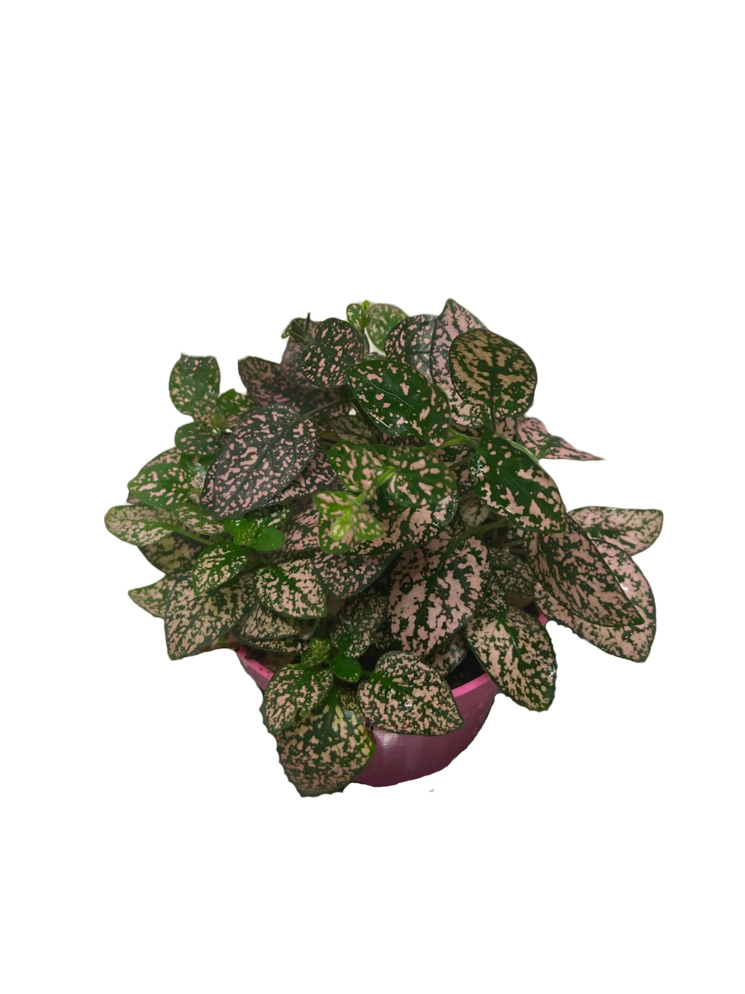 3" Hypoestes Splash Mix (Hypoestes Phyllostachya) - Walmart.com