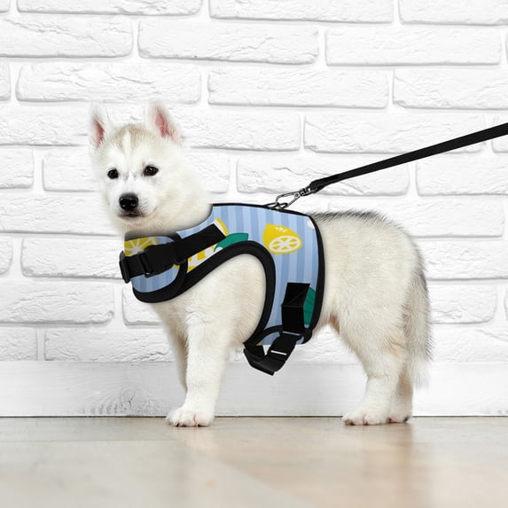 3 In 1 Pet Harness Collar Leash Set, Light Blue Stripe Lemon Floral ...
