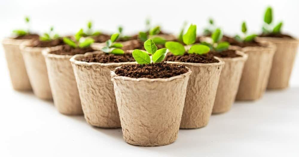 3 Inch Starter Pots - 50 Pack of Biodegradable Containers - Walmart.com