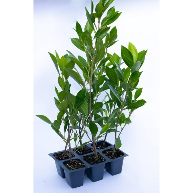 3 Indian Laurel Figs – Live Ficus Nitida Plant – Hardy Evergreen Tree ...
