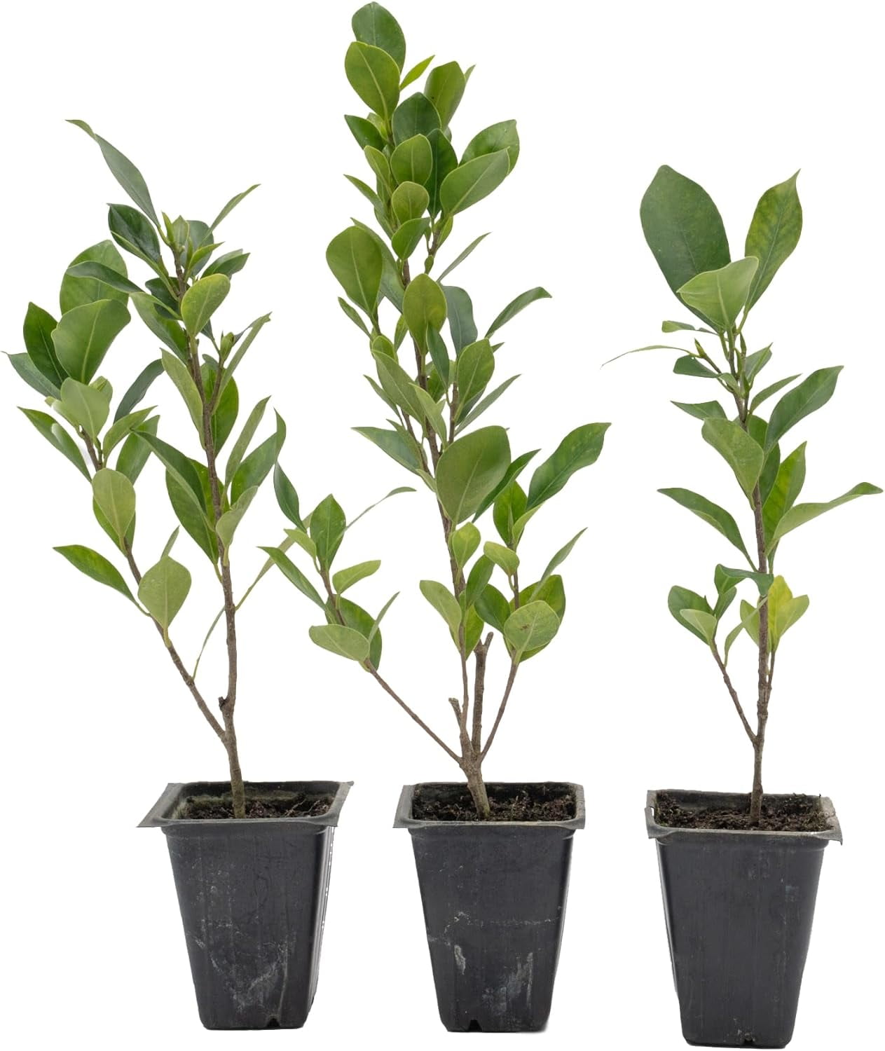 3 Indian Laurel Figs – Live Ficus Nitida Plant – Hardy Evergreen Tree ...