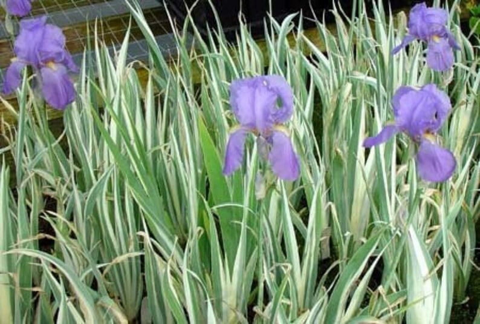 3 Iris Palida Variegata/Sweet Iris/Dalmation Iris in separate 4 inch ...