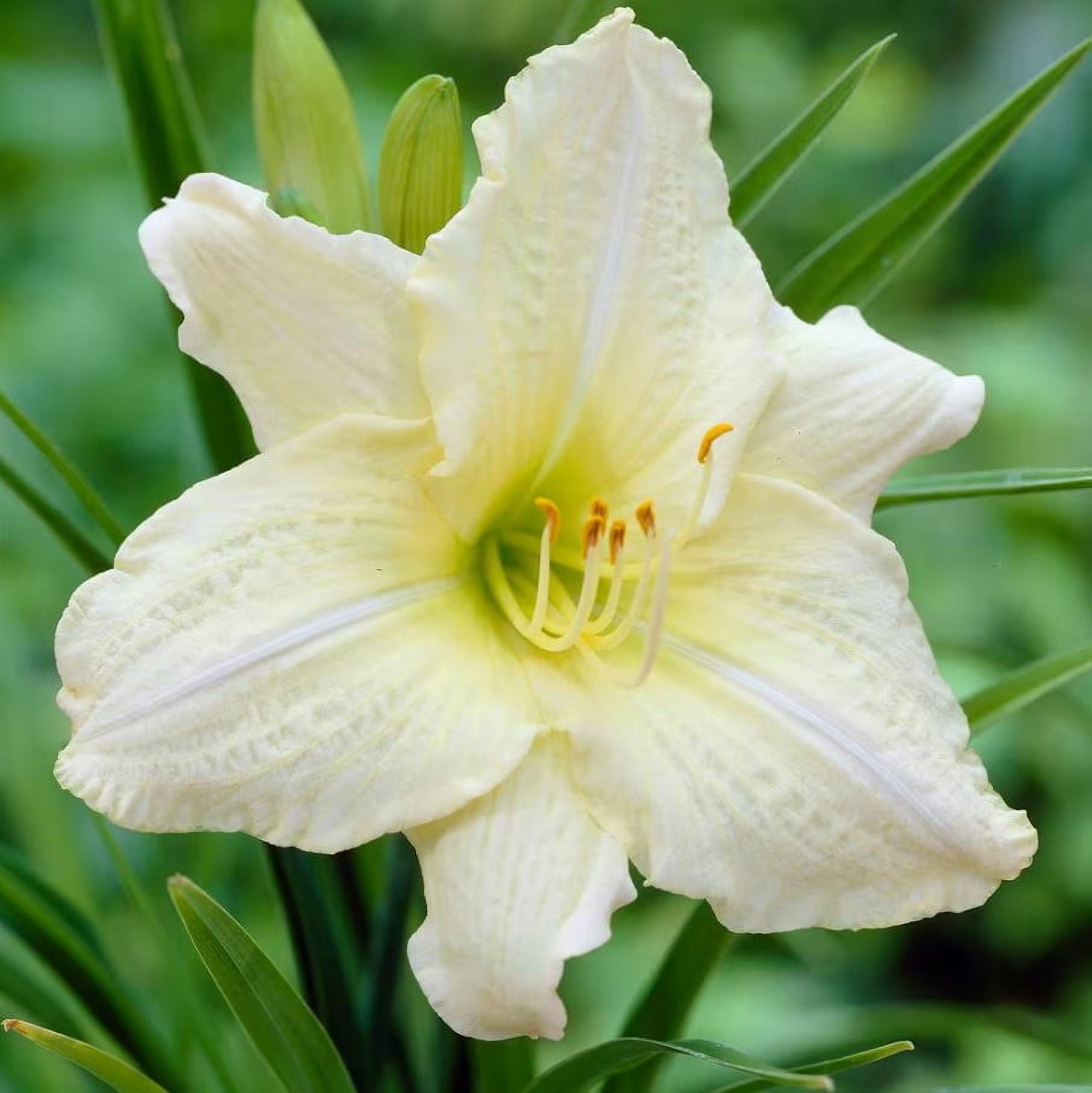 3 JOAN SENIOR Daylily Fans Root Systems, White Daylily Plant Bareroots ...