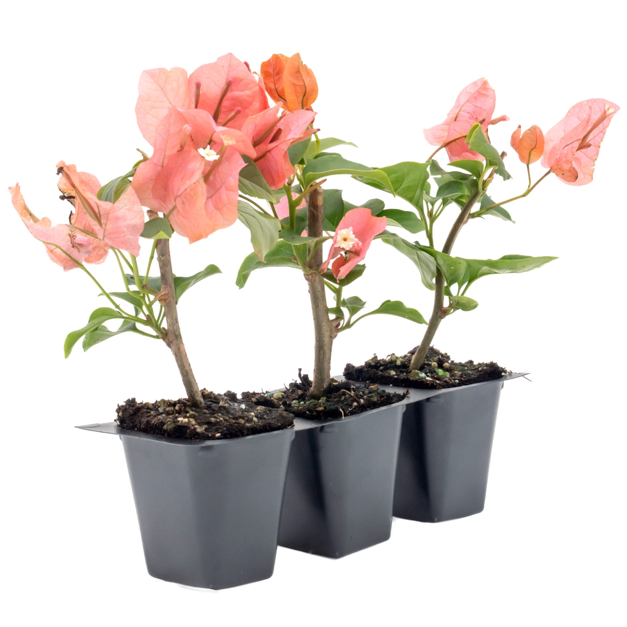 3 James Walker Bougainvillea, Live Plants – Fast-Growing Tropical Vine ...