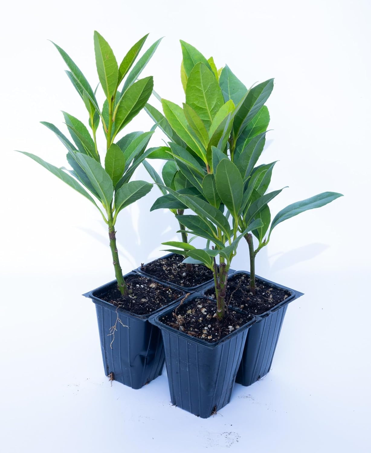 3 Japanese Blueberry, Live Plants (Elaeocarpus Decipiens) – Evergreen ...
