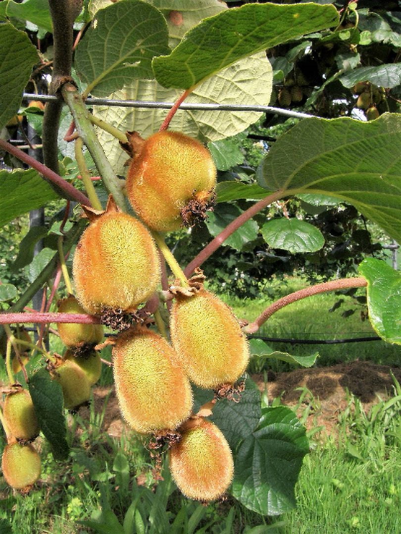 3 Kiwi Plants-Jenny, self-pollinating kiwi--all in 4 Inch Cups ...
