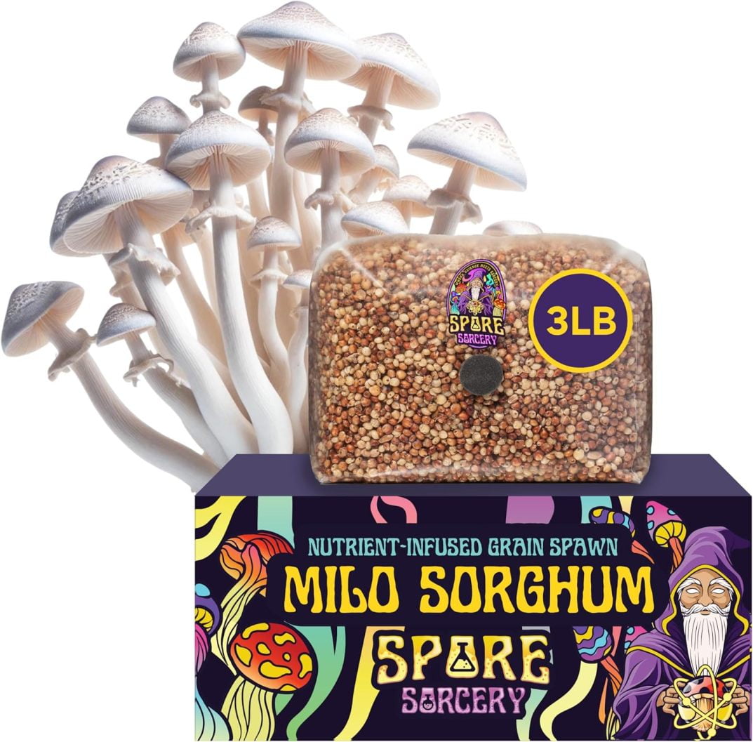 3 LB Sterilized Milo Sorghum Grain Spawn | Nutrient-Infused Grain Spawn for Mushroom Cultivation ...