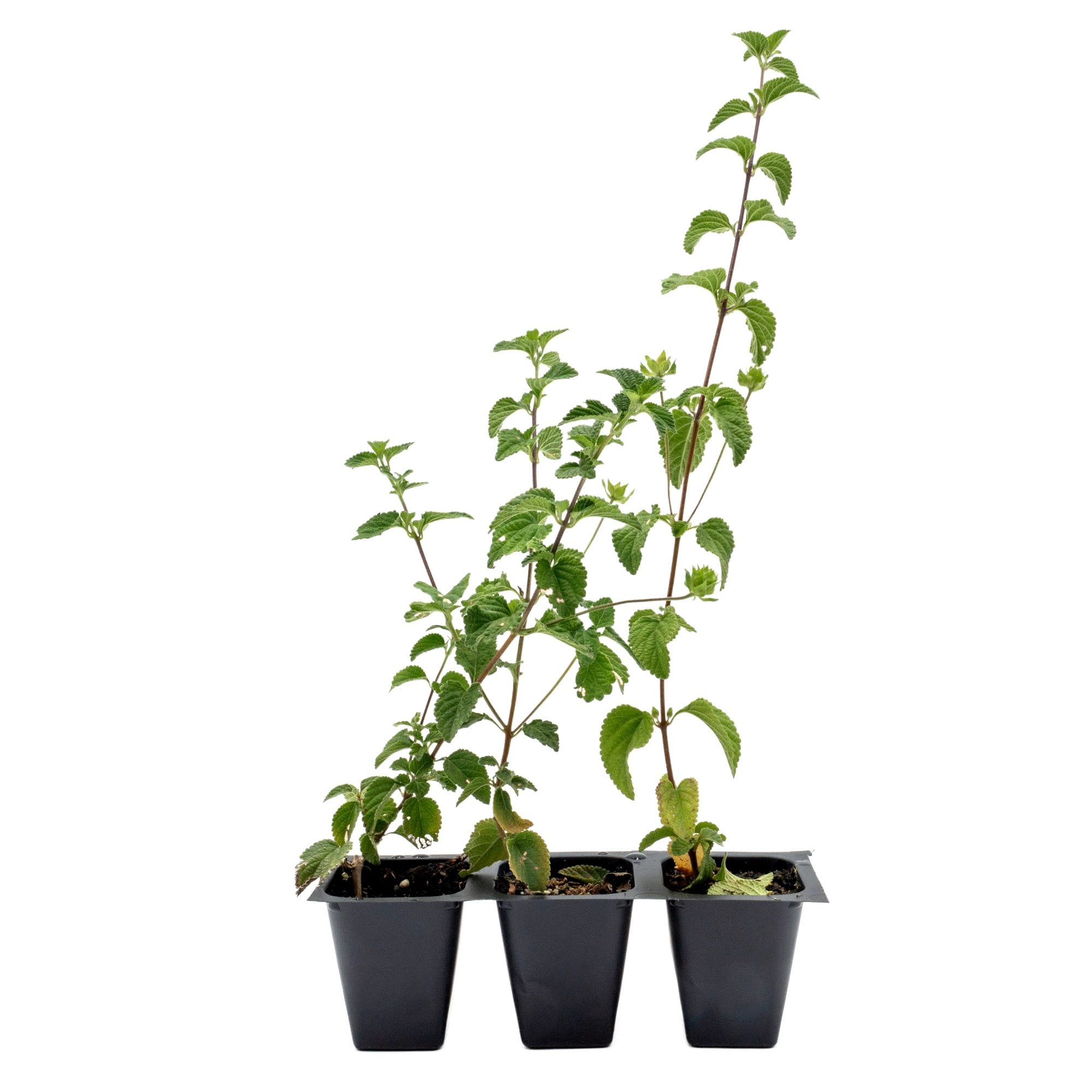3 Lavender Lantana – Trailing Evergreen Flowering Purple Groundcover ...