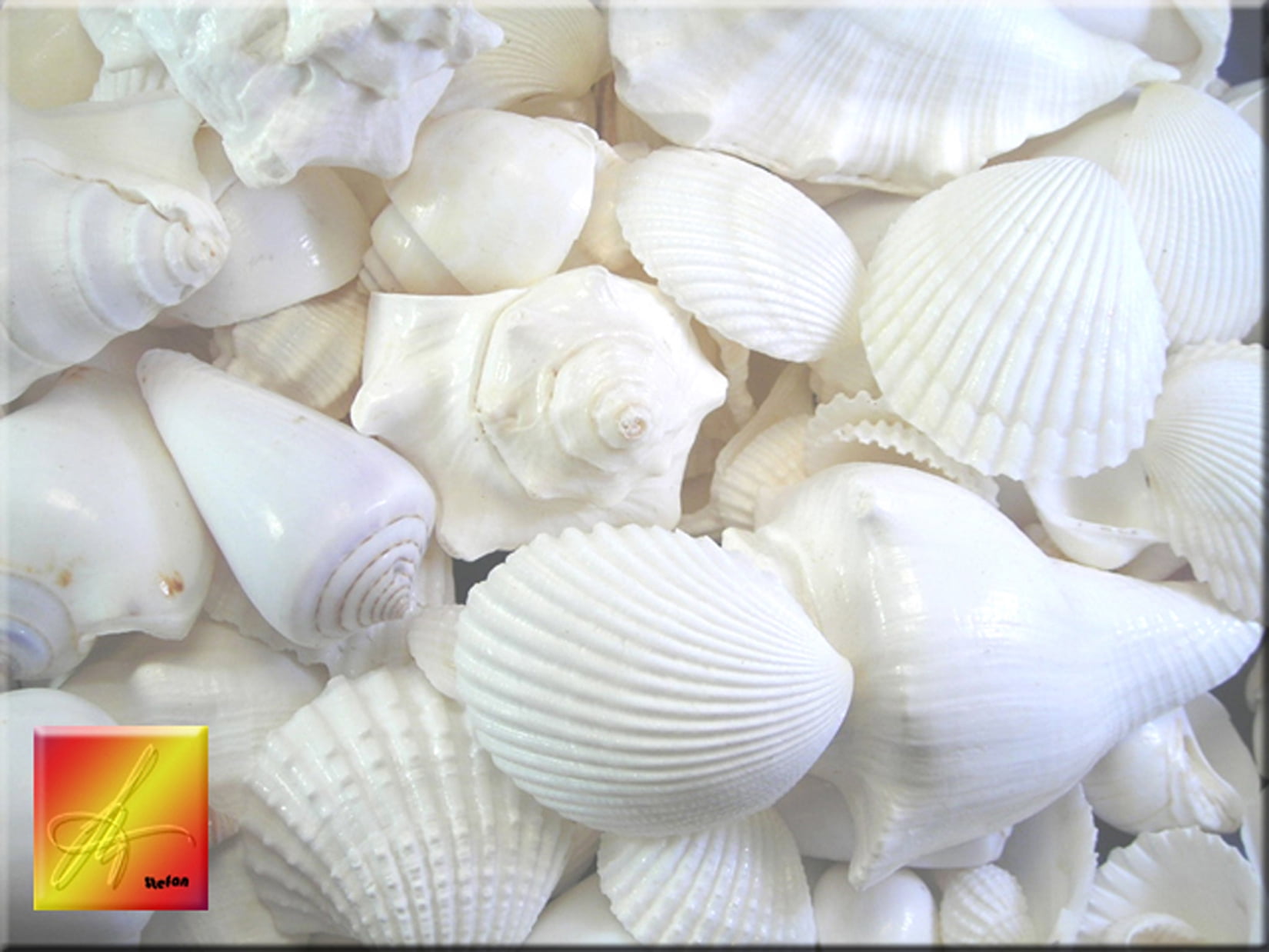 3 Lbs White Seashell Mix (Large) Beach Wedding Coastal Cottage Kids ...