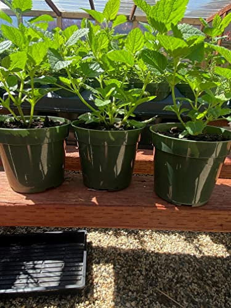 3 Lemon Balm, Melissa officinalis, Thriving in 4" Nursery Pots ...