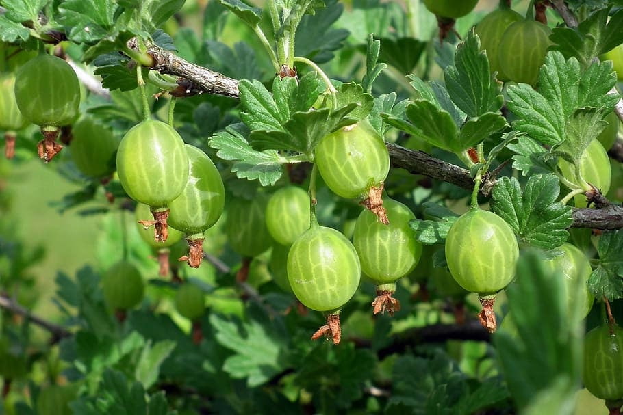 3 Little Ben Gooseberry Plant in 3.5" Pots - Walmart.com