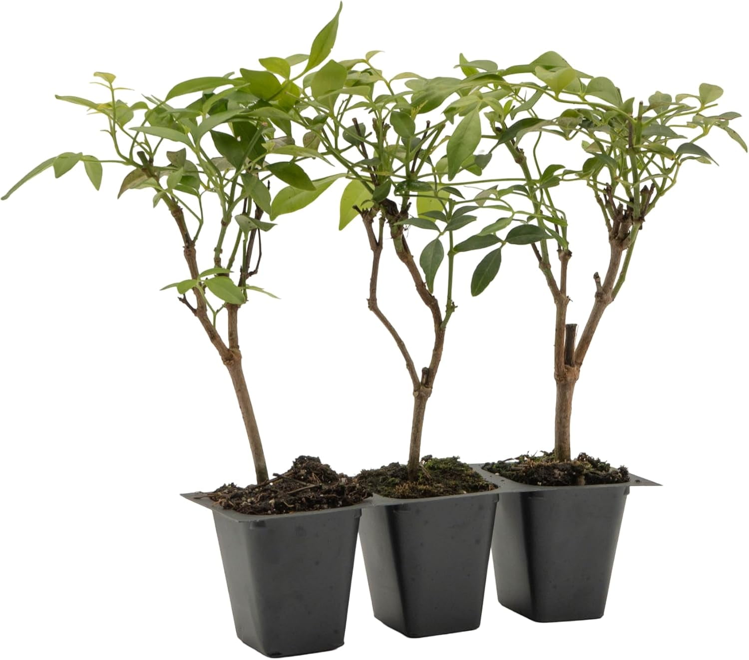 3 Live White Bower Vine Plants (Pandorea Jasminoides 'Alba') – Elegant ...
