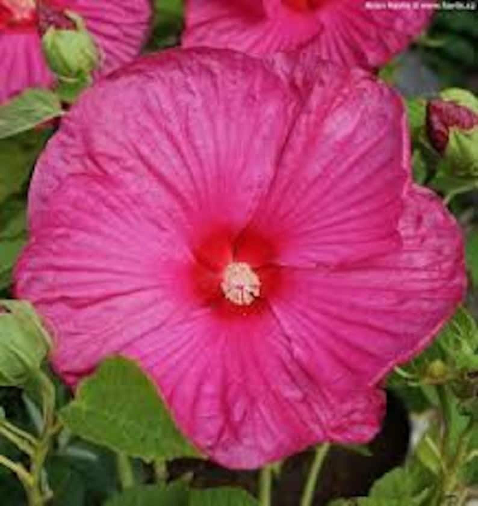 Luna Rose Hibiscus, Real Indoor Live Potted Plant, 3.5" Pot - Walmart.com