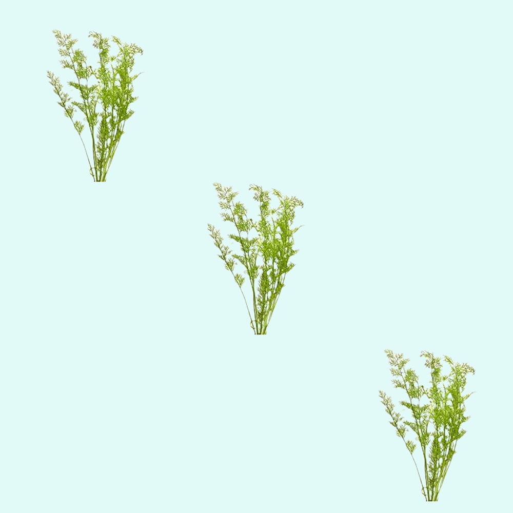 Canton Aquatics Water Sprite Lace Leaf, Medium, Live Aquarium Plants ...