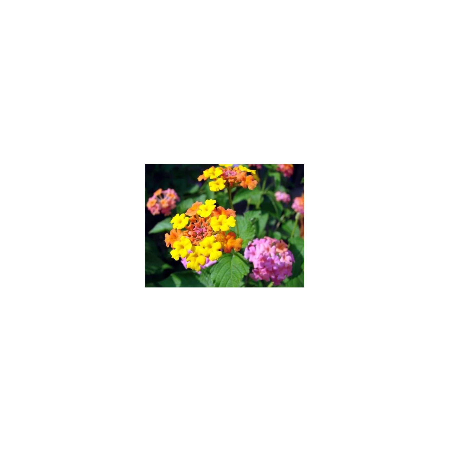 3 Miss Huff Lantana Camara Flowers Cold Hardy-3.5 inch Pots - Walmart.com