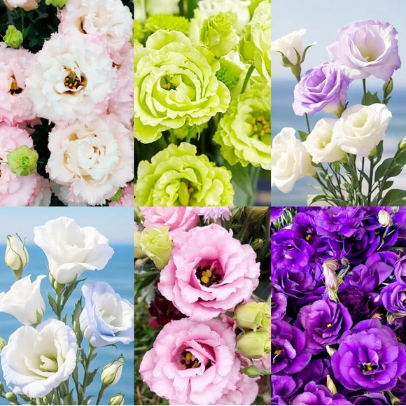 Lisianthus Plants