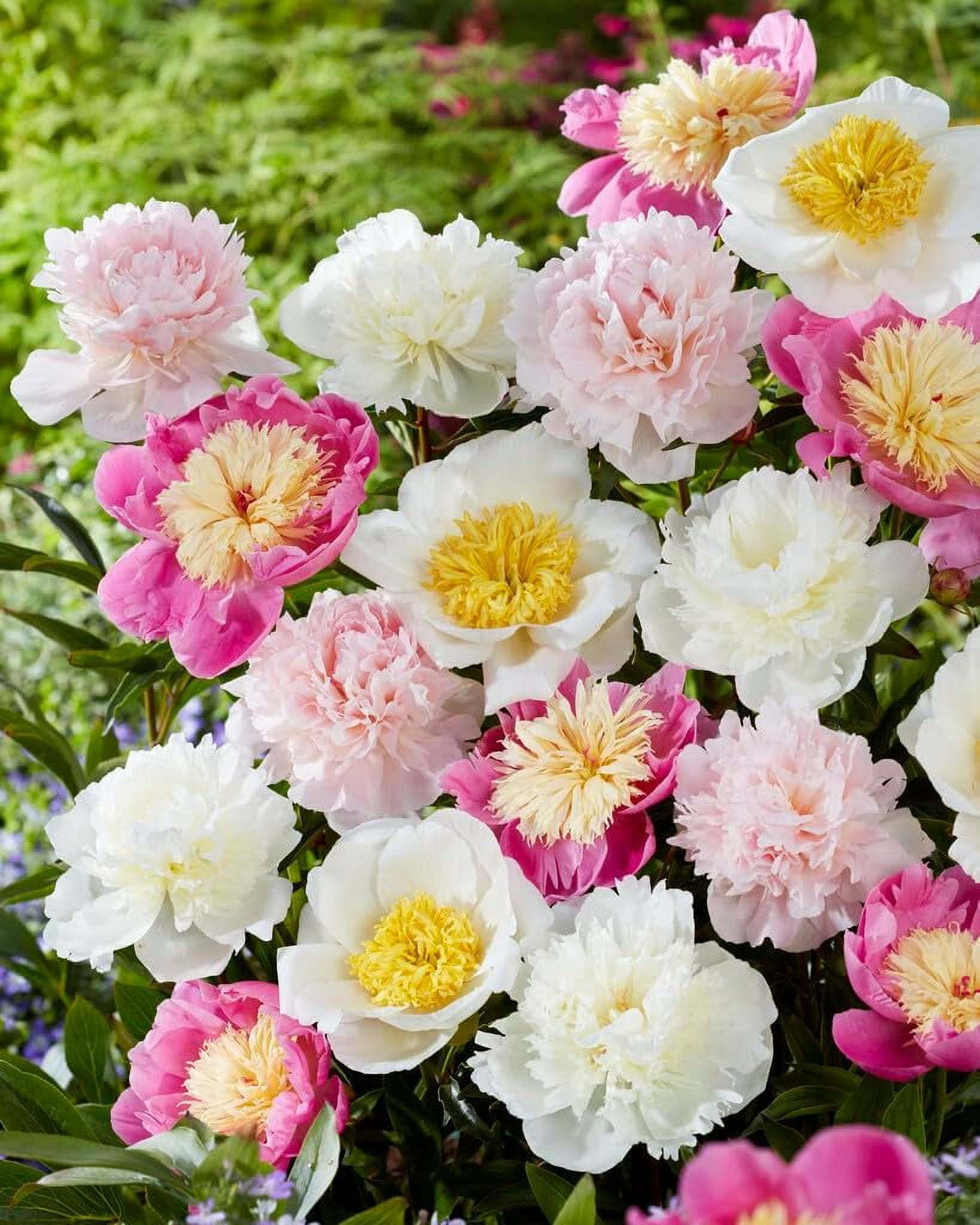 3 Mixed Color Peony Roots for Planting - Grow Beautiful Perennial Peony ...
