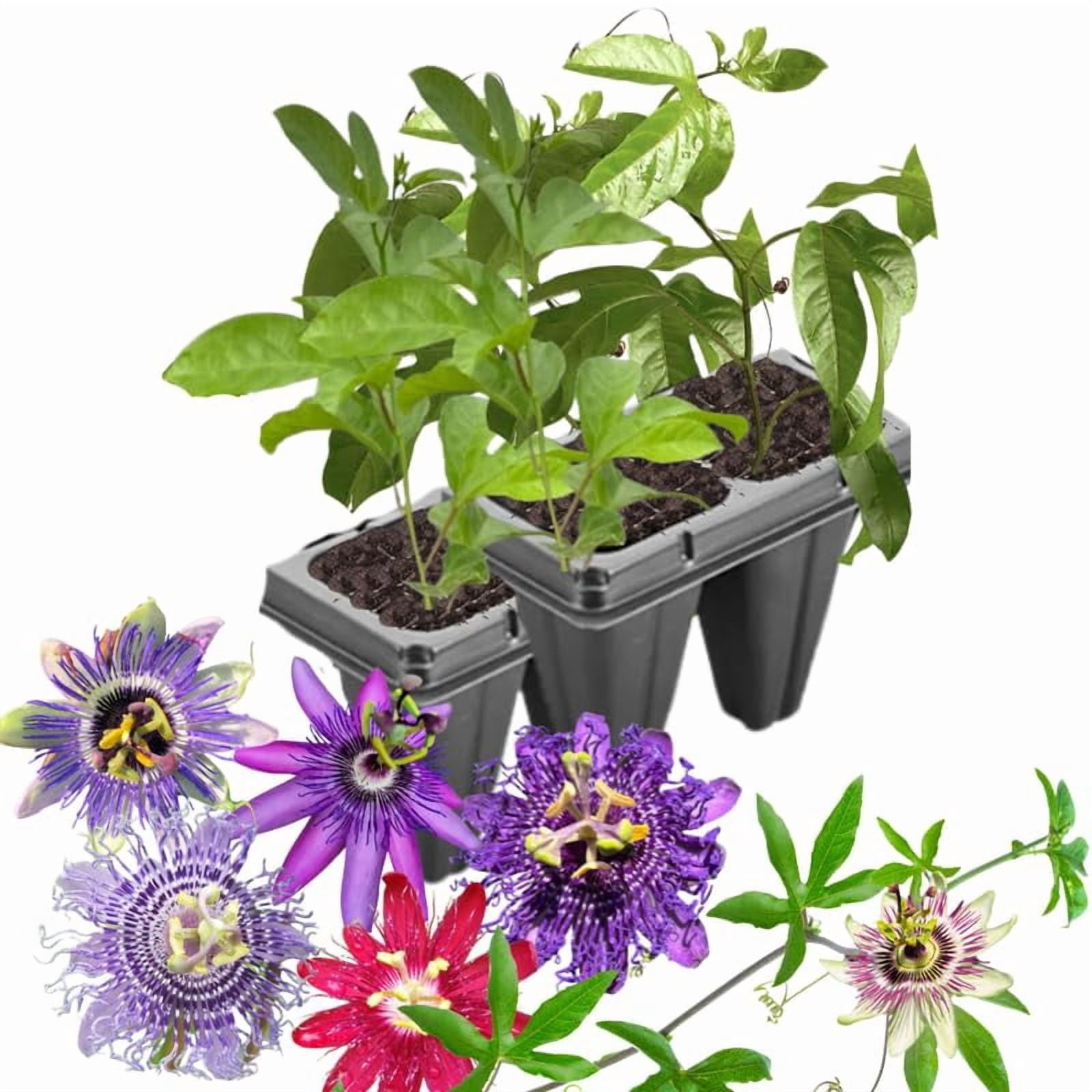 3 Mixed Passion Flower Plants Live, 5 to 8 Inch Tall Passiflora Vine ...