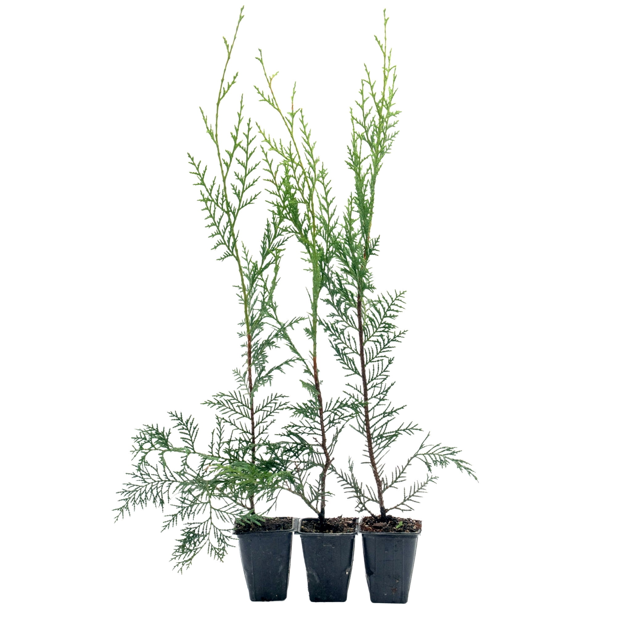 3 Murray Cypress Saplings in 3.5" Nursery Cubes | Cupressocyparis ...