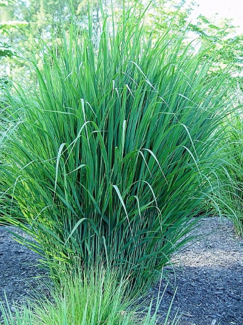 Daylily Nursery Northwind Switchgrass, Panicum virgatum, 3 Plants in 3. ...