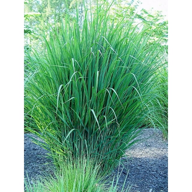 Northwind Switchgrass - 3 Panicum virgatum Plants in 3.5 inch pot for ...