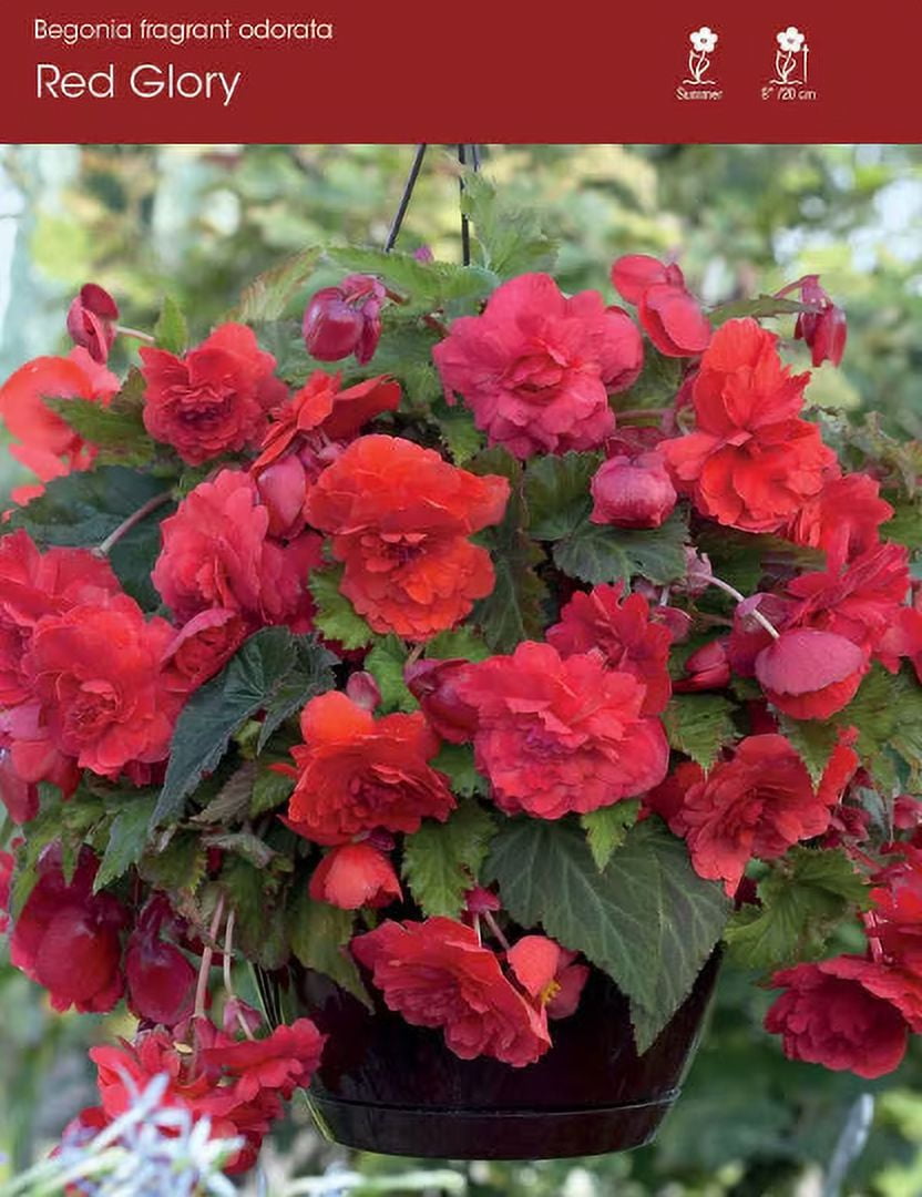 3 Odorata Red Glory Begonia Bareroot - Walmart.com