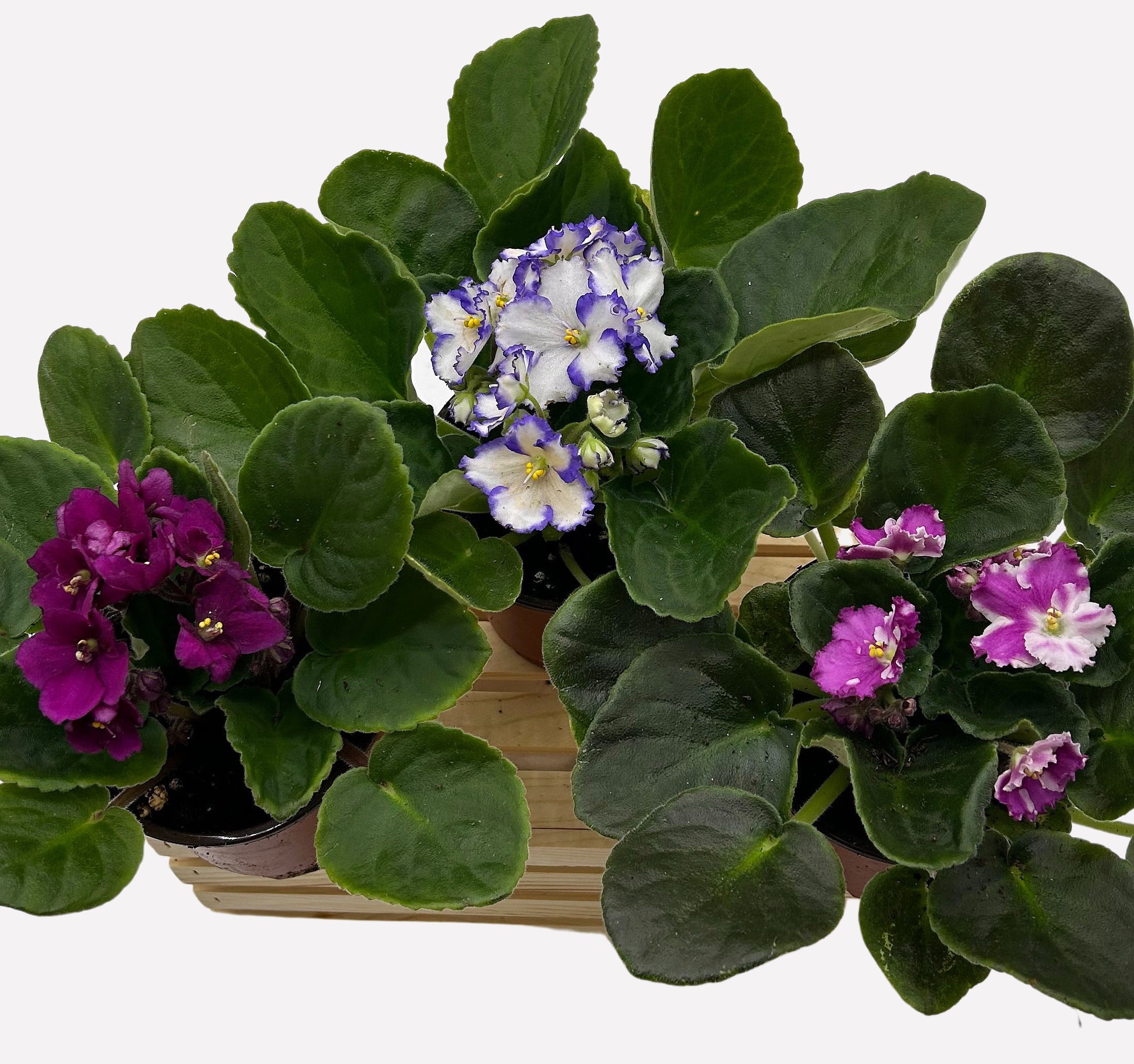 "Optimara Live Indoor 3 African Violets in 4"" Pots - Best Blooming ...