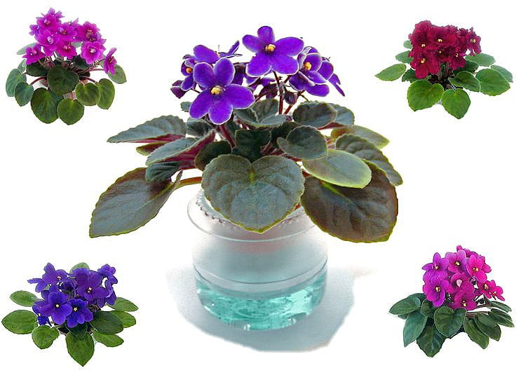 3 Optimara Miniature African Violets In Self Watering Waterships. Best ...