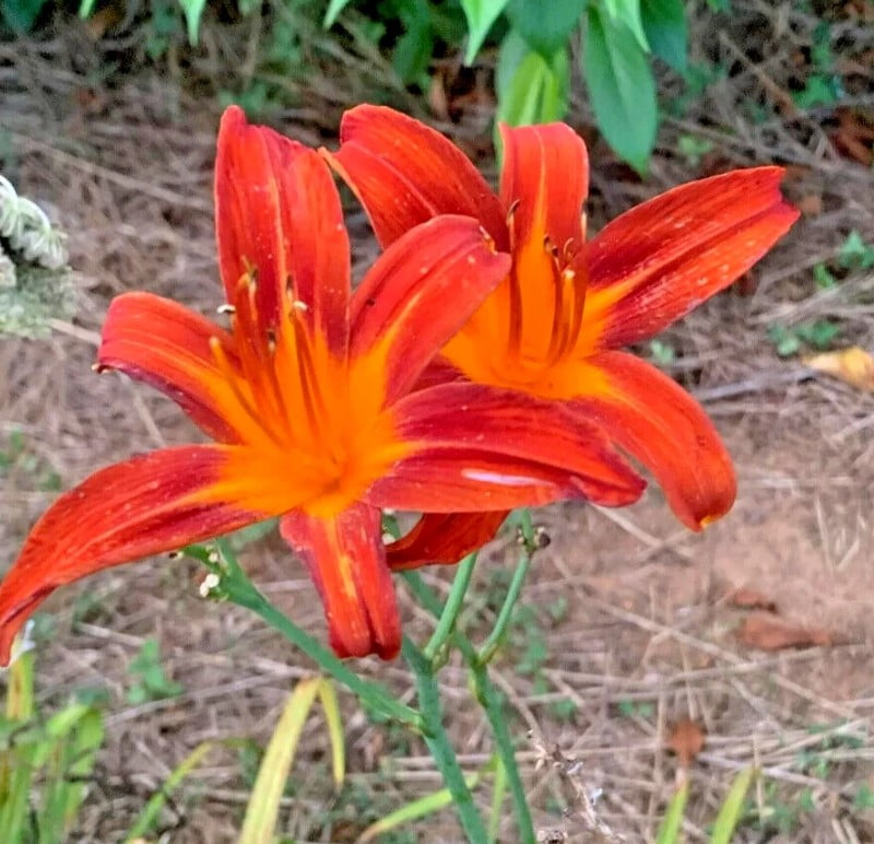 3 Orange Daylily Fans/Bareroot Plants for Planting - Orange Daylily ...