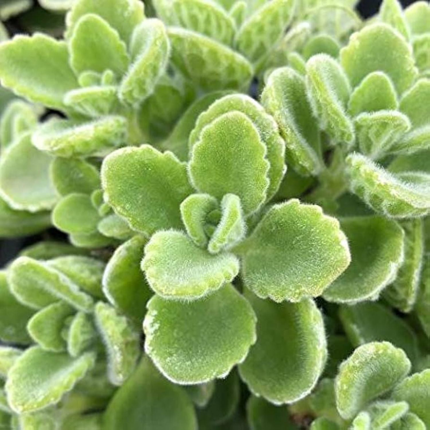 3 Organic Cuban Oregano Live plant, Oregano Brujo Plant, Tropical Herb ...