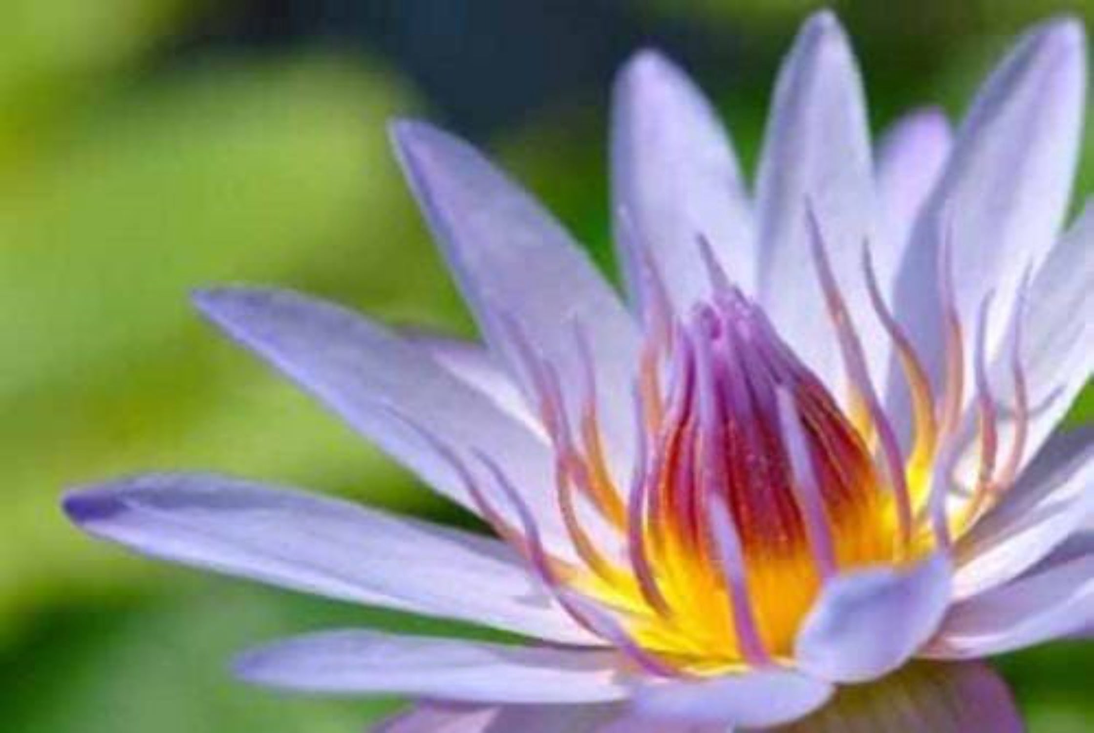 3 Organic Mixed Colors LOTUS Nelumbo Pond Water Lily Lilypad Blue Red ...