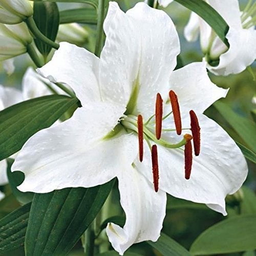 3 Oriental Lily Bulbs Casa Blanca,intensely Fragrant. Perennial ...