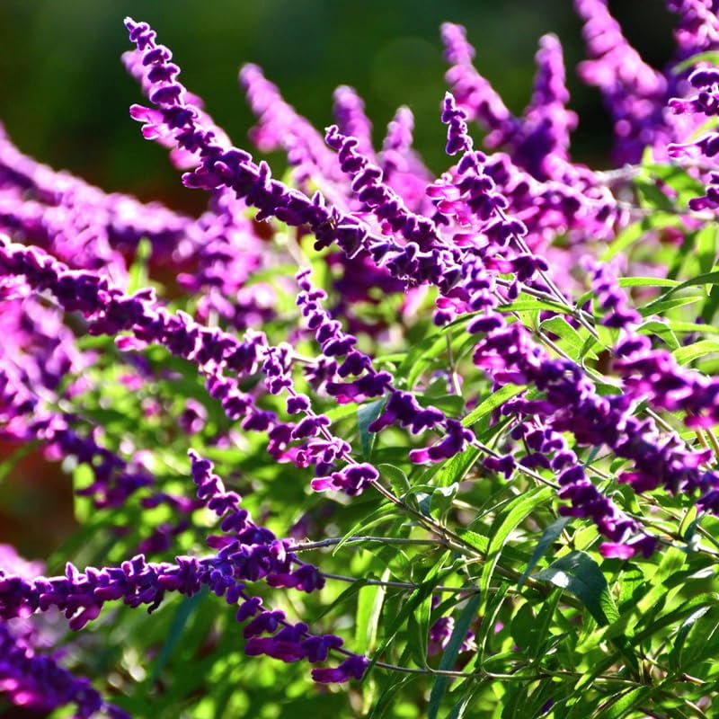 3 Outdoor Sage Salvia Live Plants, Salvia Bushes Size 4 to 8 Inches in ...