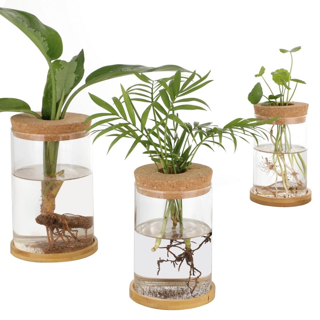 3 PCS Glass Planters, Hydroponic Plant Vases, Plant Propagation ...