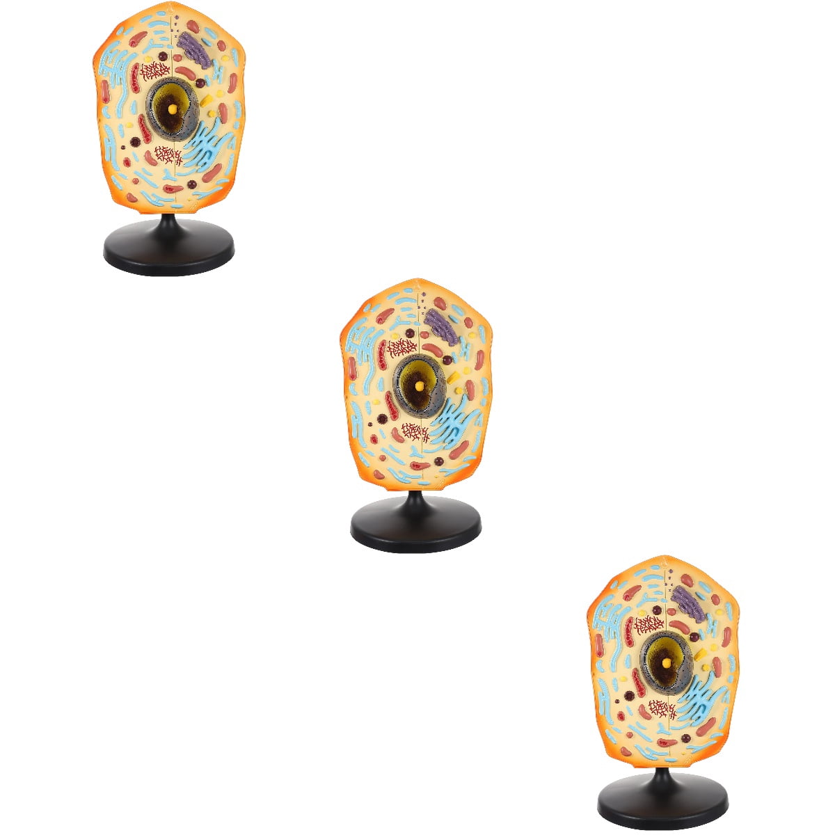 3 PCS Teaching Equipment Model Kit Cell Animal Anatomical Models ...