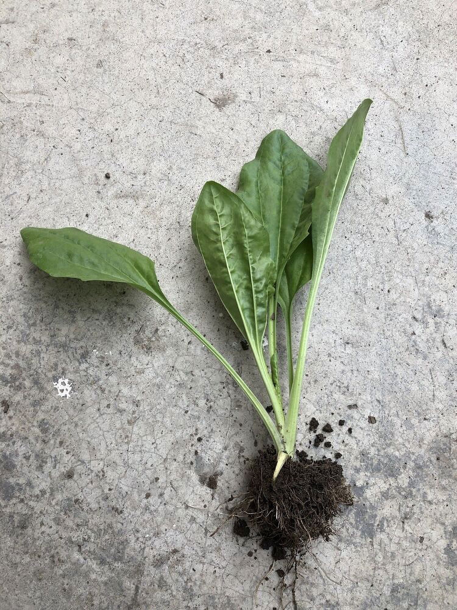 3 PCs Plantago Bare Root Major Broadleaf Plantain Live Plant Ready To ...