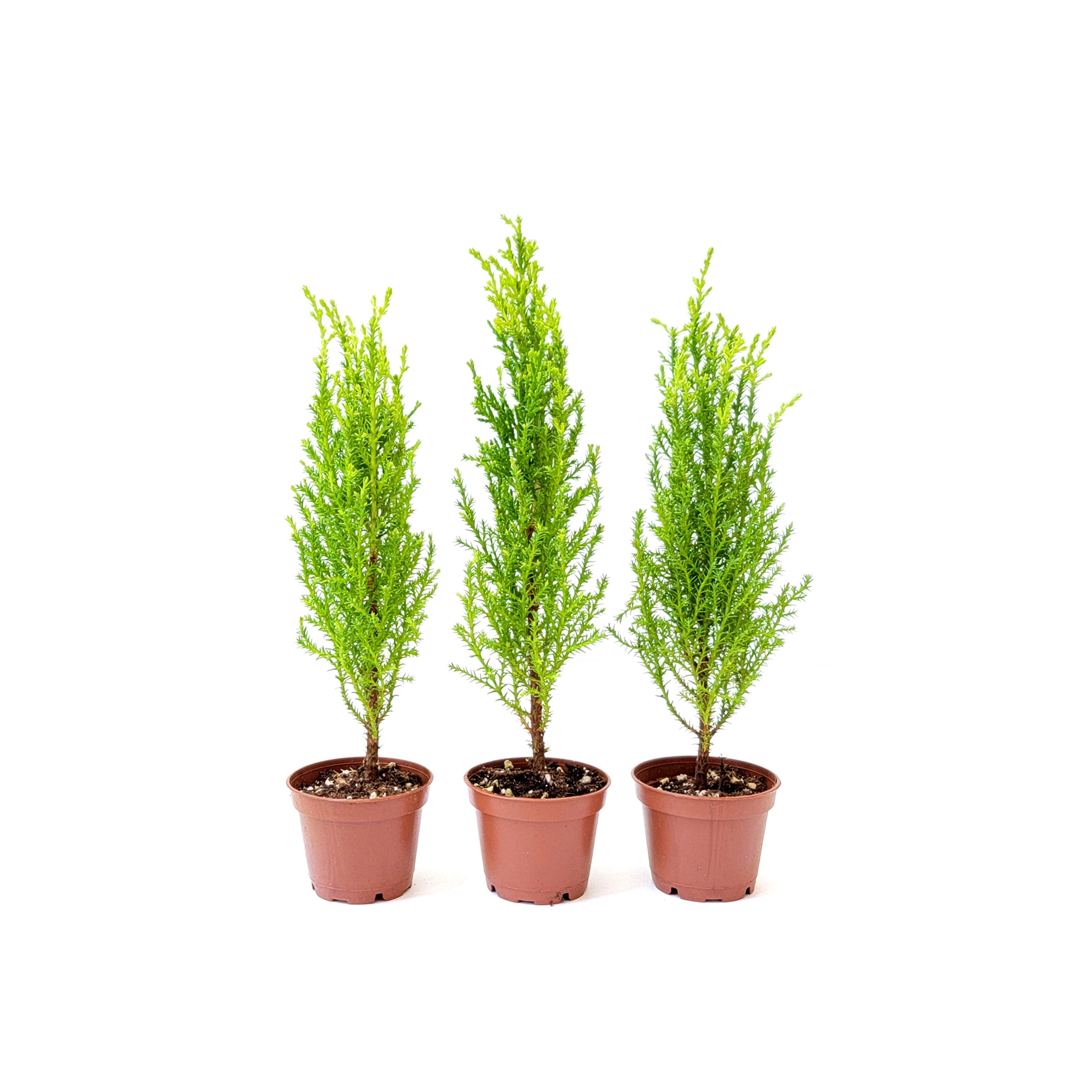 3-PK Live Dwarf Lemon Cypress, Cupressus macrocarpa ‘Goldcrest Wilma ...