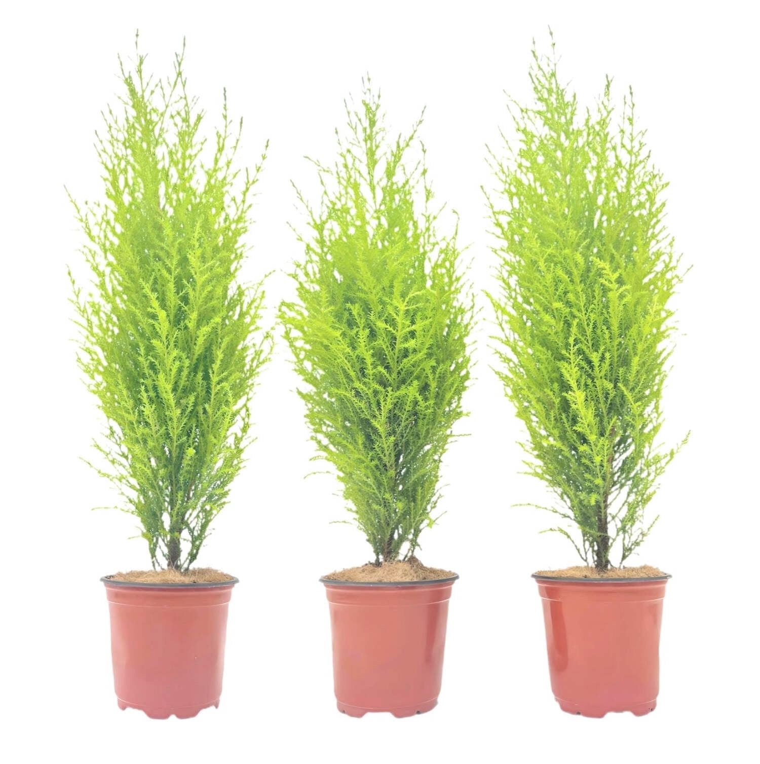 3-PK Live Dwarf Lemon Cypress, Cupressus macrocarpa ‘Goldcrest Wilma ...