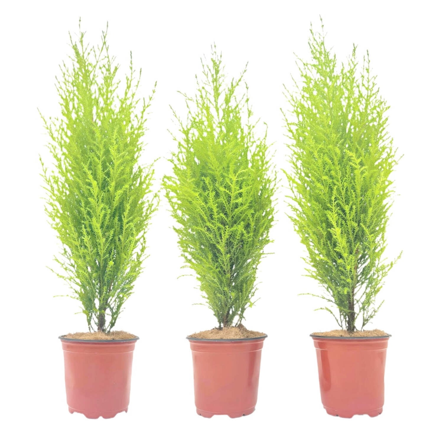 3-PK Live Dwarf Lemon Cypress, Cupressus macrocarpa ‘Goldcrest Wilma ...