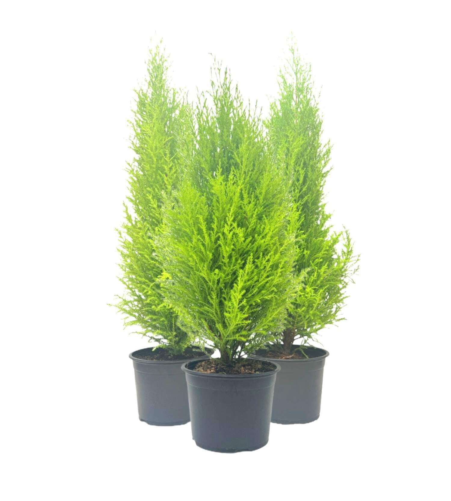 3-PK Live Dwarf Lemon Cypress, Cupressus macrocarpa ‘Goldcrest Wilma ...