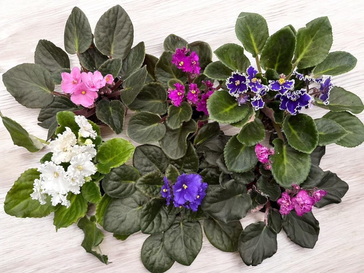 3-Pack African Violets (Saintpaulia) in 4-Inch Pot, Assorted Colors ...