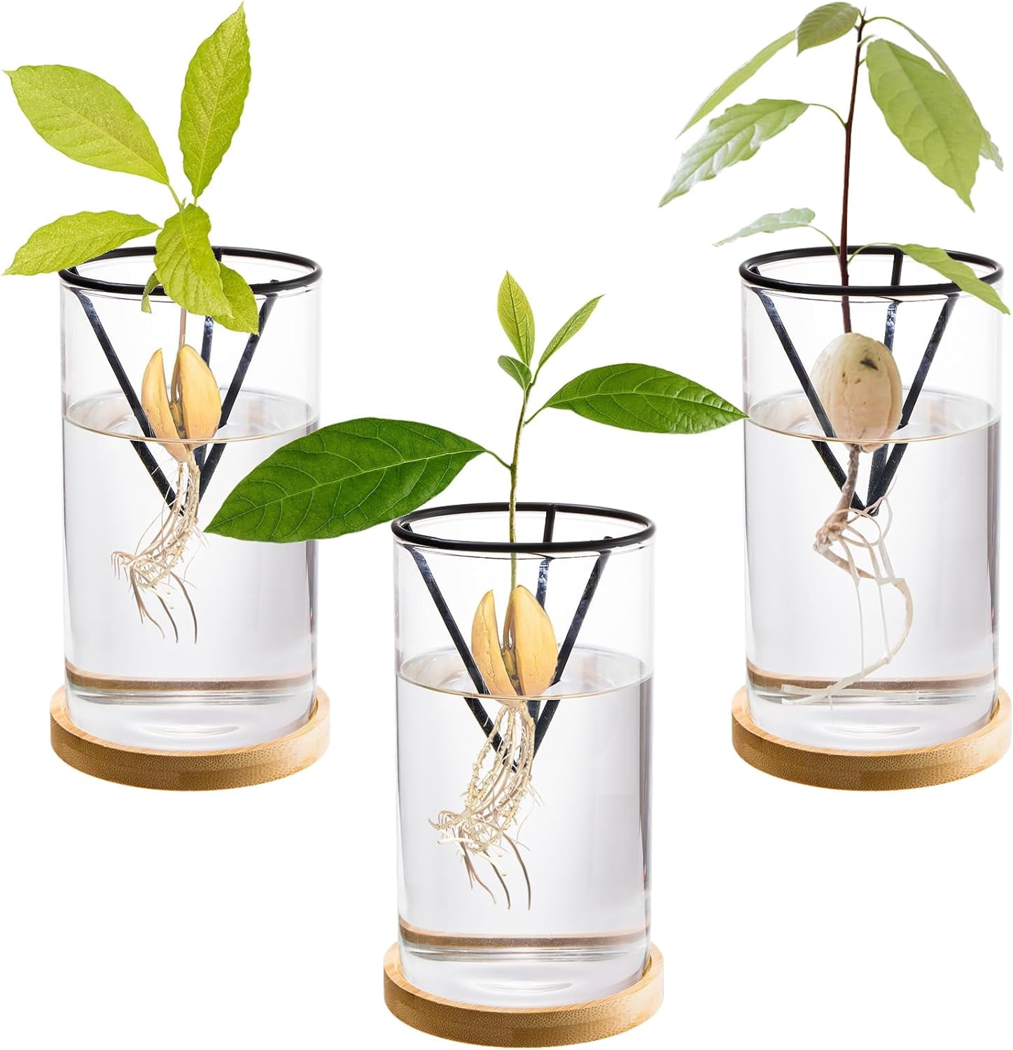 3 Pack Avocado Tree Growing Kits, Glass Avocado Seed Starter Vase with ...