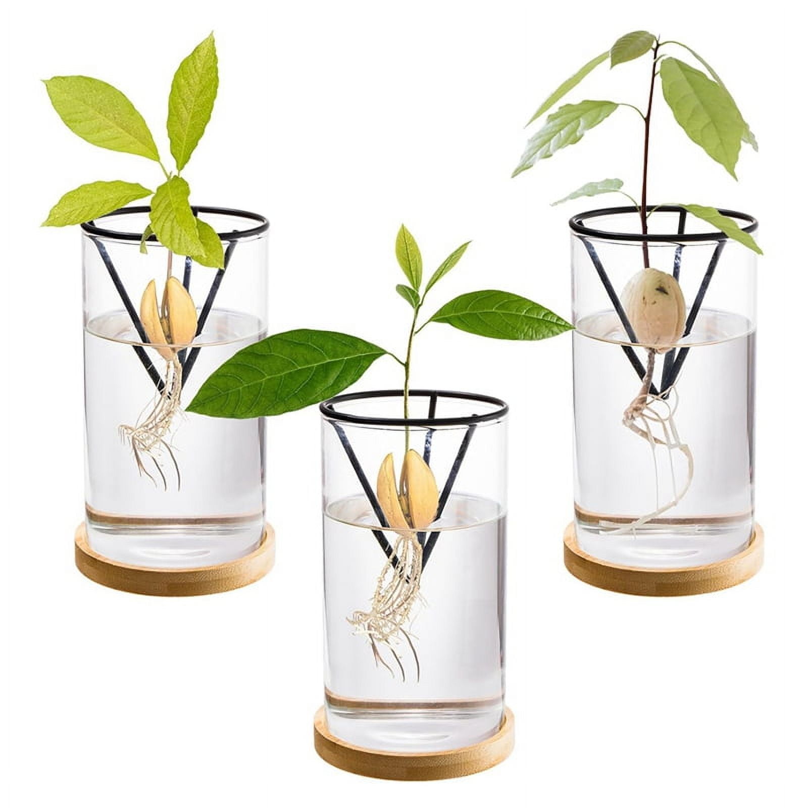 3 Pack Avocado Tree Growing Kits, Glass Avocado Seed Vase with Triangle ...