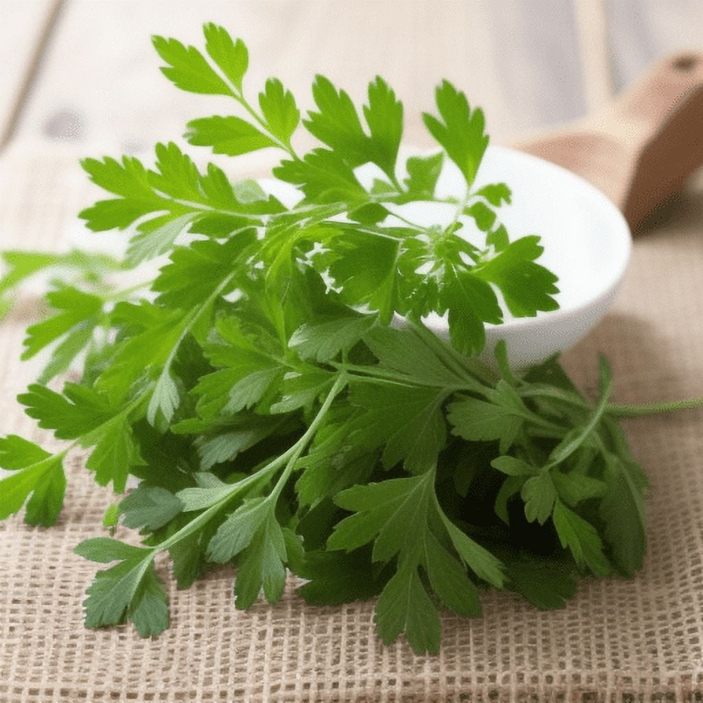 3 Pack Curled Chervil Seeds - Heirloom, Non-GMO Culinary Herb Garden ...